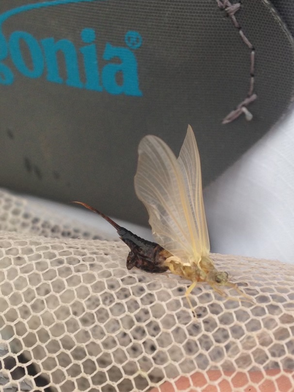 Hatch Chart – Catskill Fly Fishing Guides